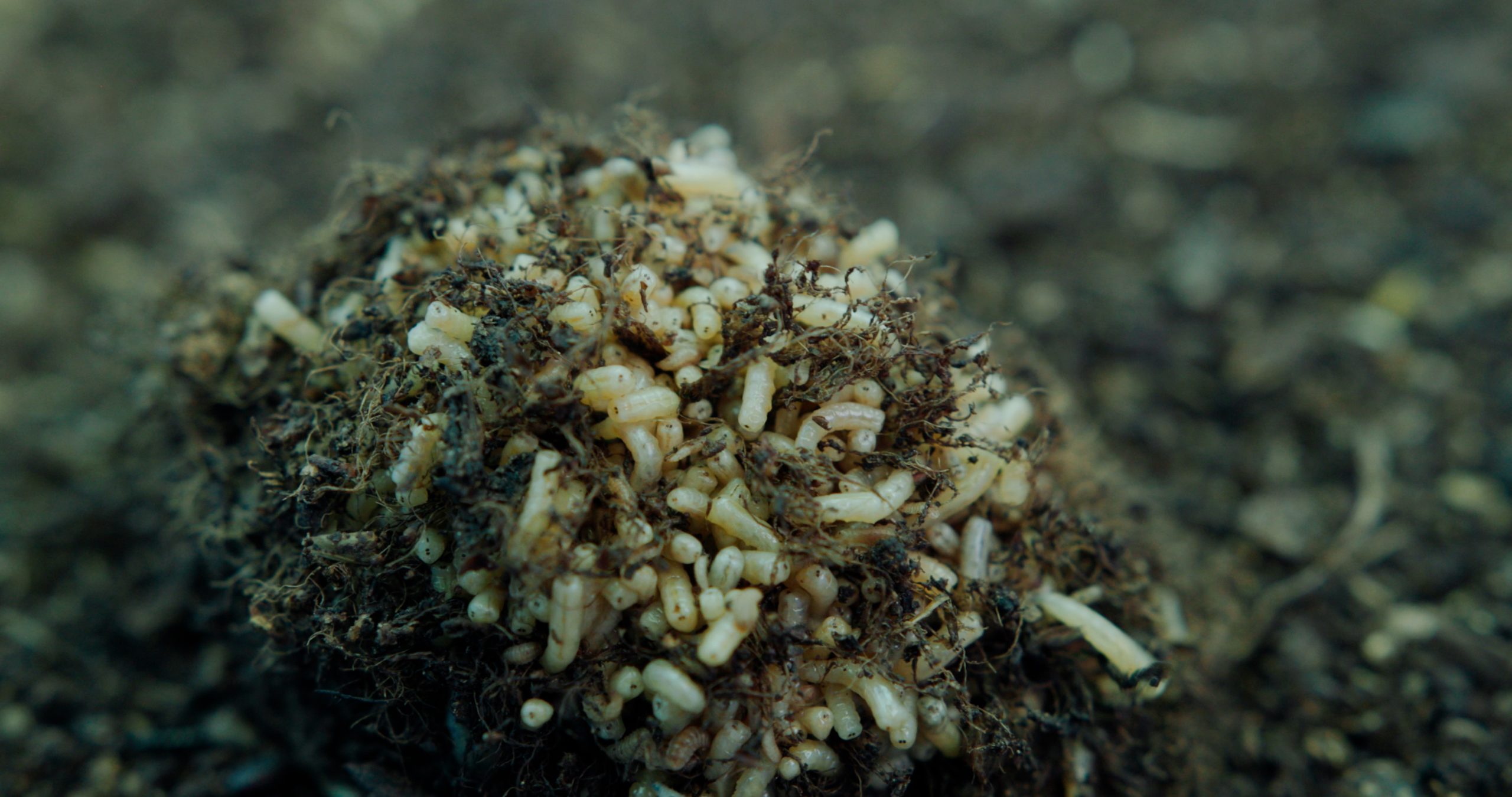 Iris Prize Winner: Nusra Juriah Abed, Project Mila – The Iris Project