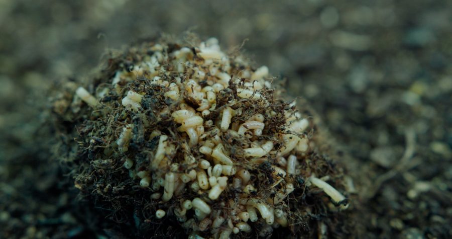 An interview with Nusra Juriah Abed, Seed Prize Winner 2023 - Nusra in conversation with Frances ...